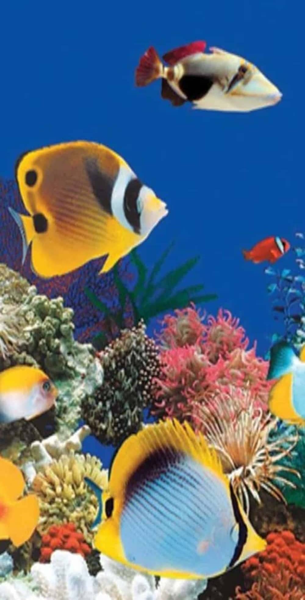 Above Ground Pool Liner, Caribbean - Pool Warehouse