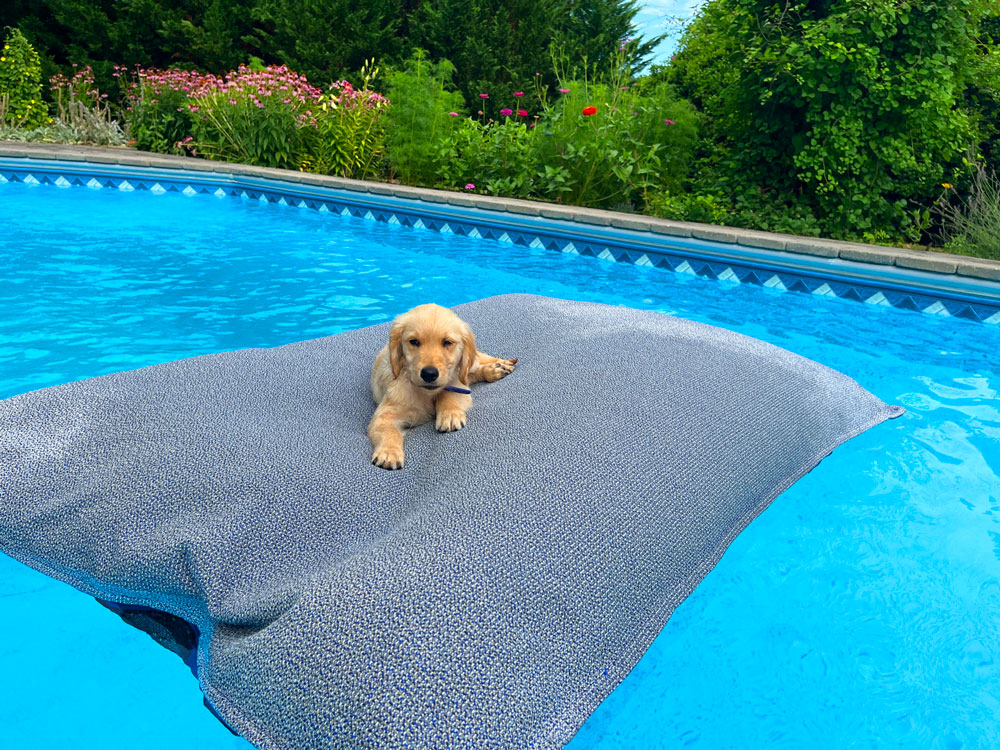 Ay Papi Pool Pillow Float - 2 Pack - Pool Warehouse